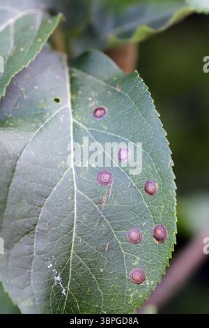 Pear leaf blister moth also known as pear leaf miner, Leucoptera ...