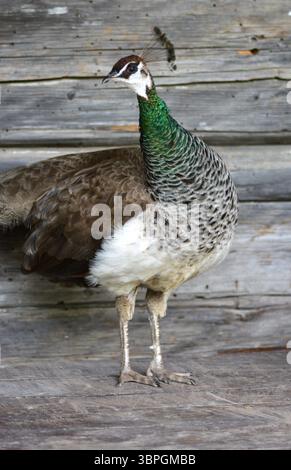 peacock feathers on wooden background Stock Photo - Alamy