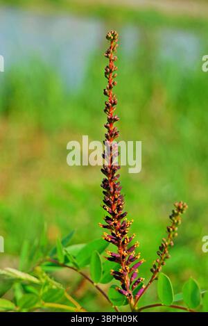 Bastard indigo (Amorpha fruticosa) in bloom in May. Drought resistant ...