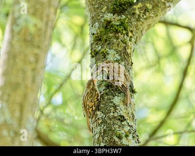 Bird nurturing and feeding baby birds Stock Photo - Alamy