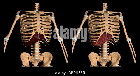 This 3d illustration shows the comparison between a healthy liver and a ...