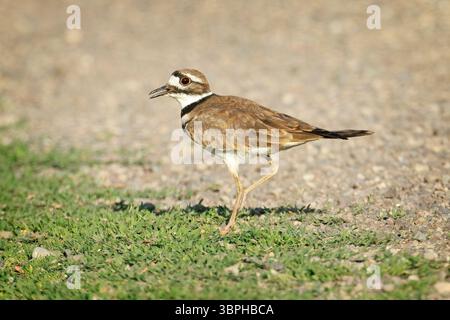 A cute killdeer bird is walking along the ground near Liberty Lake ...