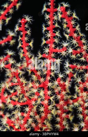 Sea Fan, Melithaea sp, with polyps, Andiamo dive site, Daram, Misool ...