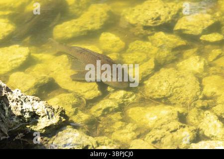 Armored Catfish is also called Sailfin Catfish, the vermiculated ...