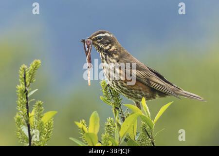 Redwing (Turdus iliacus) with earthworms in its beak, nature park Park ...