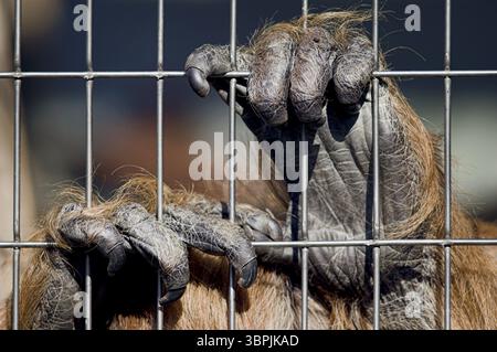 The two hands of an orangutan clasp the bars of a cage as a symbol of ...