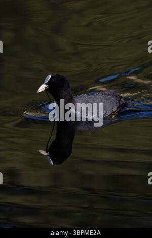 Coot (Fulica atrica) Suffolk April 2025 Stock Photo - Alamy