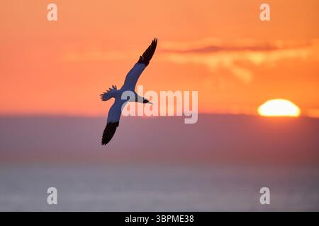 A bird flies above Alcatraz Island, May 4, 2025, in the San Francisco ...
