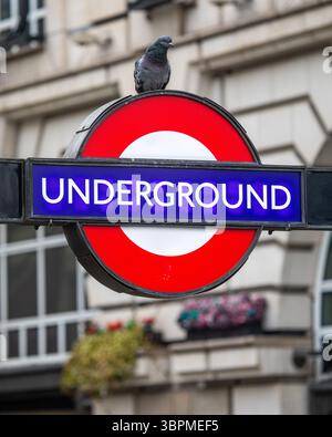 A pigeon perched on a London Underground sign in Piccadilly Circus in ...