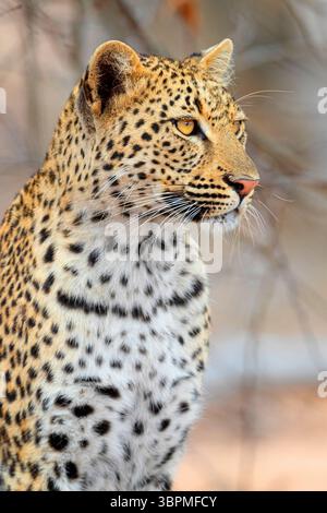 Vertical closeup shot of an African leopard near the tree carefully ...