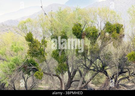 Oak Mistletoe, Phoradendron leucarpum Stock Photo - Alamy