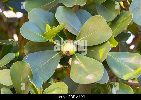 Clusia rosea, or Autograph tree, branches, fruit and pink blossom ...
