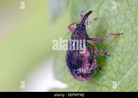 Anthonomus conspersus, a beetle of the weevils family (Curculionidae ...
