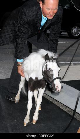 Einstein at Good Morning America in New York City - 18 April 2011 Stock ...