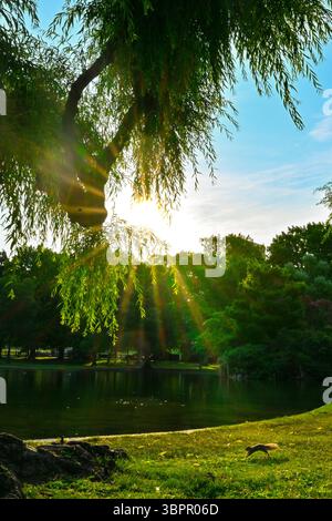 sunset in a park, light filtering through the trees, latin america ...