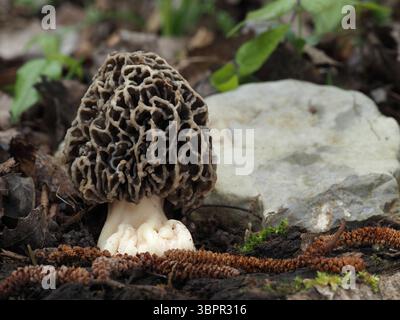 Graue Speisemorchel, Morchella vulgaris im Frühlingswald *** Gray ...