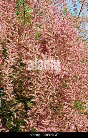 Blooming branches of tamarisk shrub in green park. Spring background ...
