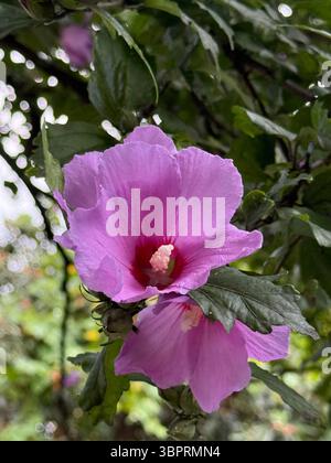Detailed close up shows the vivid pink Zinnia flower with multiple ...