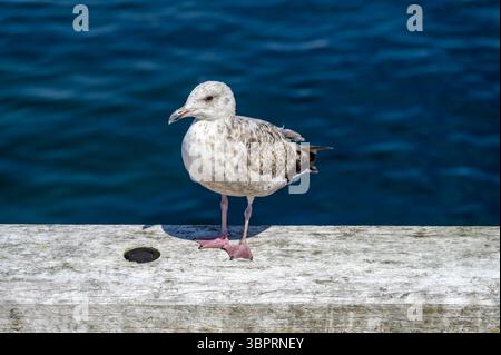 Juvenile gull in sun Stock Photo - Alamy