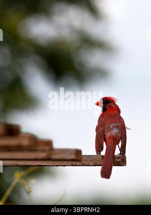 Close up shot of Northern cardinal at Oklahoma Stock Photo - Alamy