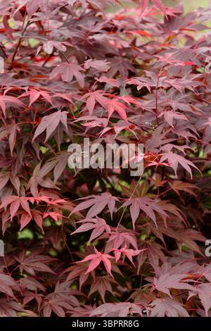 Acer Palmatum Fireglow Japanese maple displaying characteristic bright ...