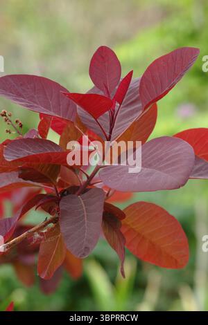 Cotinus dummeri 'Grace' - Smoke tree in backyard garden in autumn Stock ...