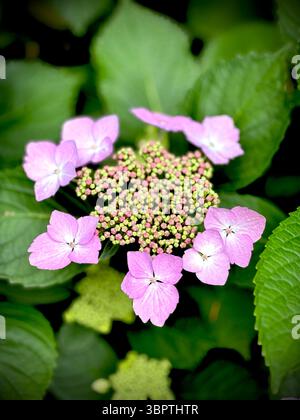 Close-up of a purple lacecap hydrangea Stock Photo - Alamy
