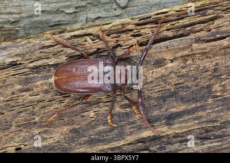Tooth-necked Longhorn Beetle (Prionus pocularis Stock Photo - Alamy