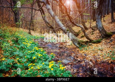 An amazing view of Marsh Marigold yellow flowers against a green ...