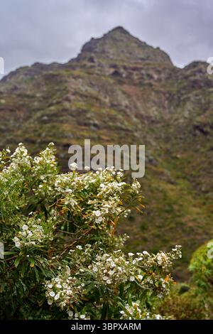Mountain slope in Anaga with dense flowering shrubs and volcanic rock ...