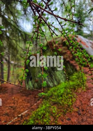 Sandstone rock pillar in spring landscape in Lusatian Mountains with ...
