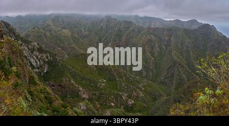 Dramatic ridgeline in Anaga shrouded in mist with diverse endemic ...