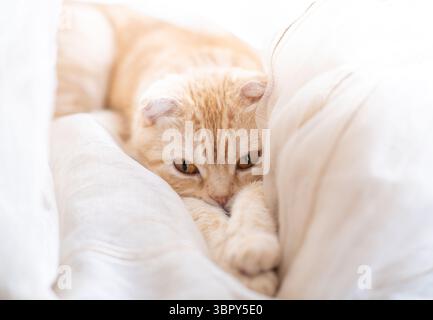 Sleeping red cat. Sleeping cat. bright red cat sweetly sleeping on the ...