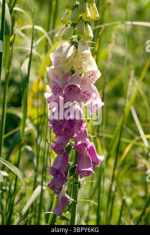 Close up of a common foxglove (digitalis purpurea) flower in bloom ...