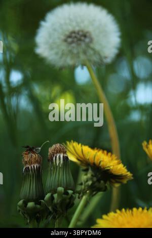 A macro shot of a dandelion on the field Stock Photo - Alamy