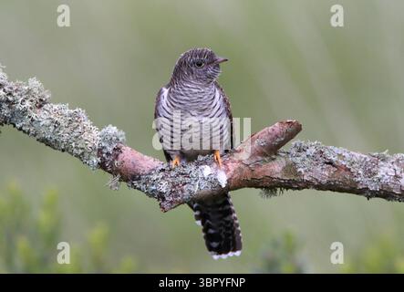 Common Cuckoo (Cuculus canorus canorus) immature foraging for flying ...