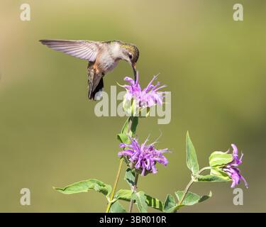 A broad-tailed hummingbird sips nectar from a Wild Bergamot flower ...