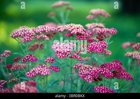 Yarrow, Common yarrow (Achillea millefolium 'Paprika', Achillea ...