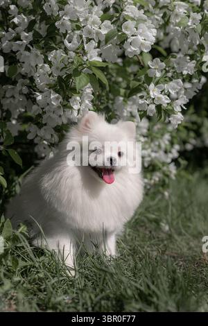 Fluffy white Pomeranian sits among dense white blossoms and green grass ...