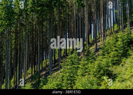 Tall conifer trees growing vertically on a sharply inclined hillside ...