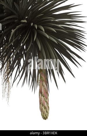 White inflorescences of Yucca filifera, Yucca palm, isolated on white ...