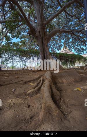 The giant kapok trees and their giant buttress roots in the amazon rain ...