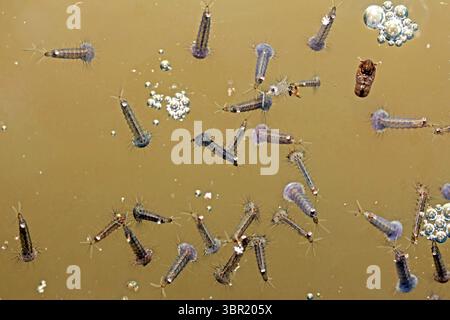 Häufige Insektenstiche im Sommer Larven der Stechmücken in einer mit ...