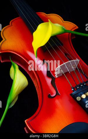 Two Beautiful Calla Lilies Stock Photo - Alamy