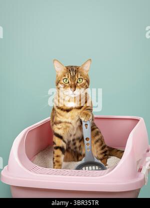 Green Cat Litter with Scoop in Litter Box Stock Photo - Alamy