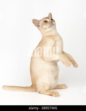 Adorable cream Burmese kitten full length. Cat for advertising isolated ...