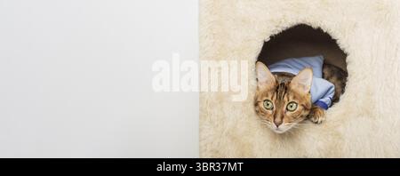 A cute bengal cat in clothes is resting in a cat house Stock Photo - Alamy