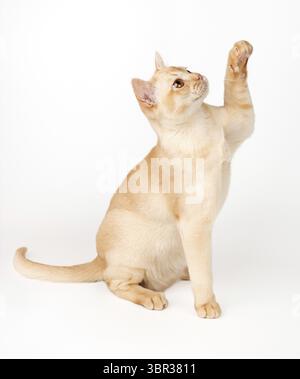 Adorable cream Burmese kitten full length. Cat for advertising isolated ...