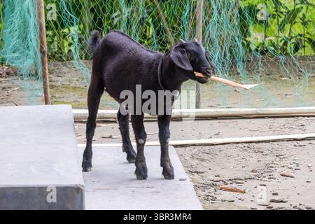 A small goat eating green bamboo leaves Stock Photo - Alamy