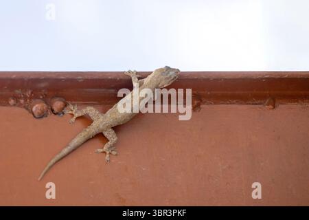 Asian House lizard (hemidactylus) or common gecko isolated on black ...